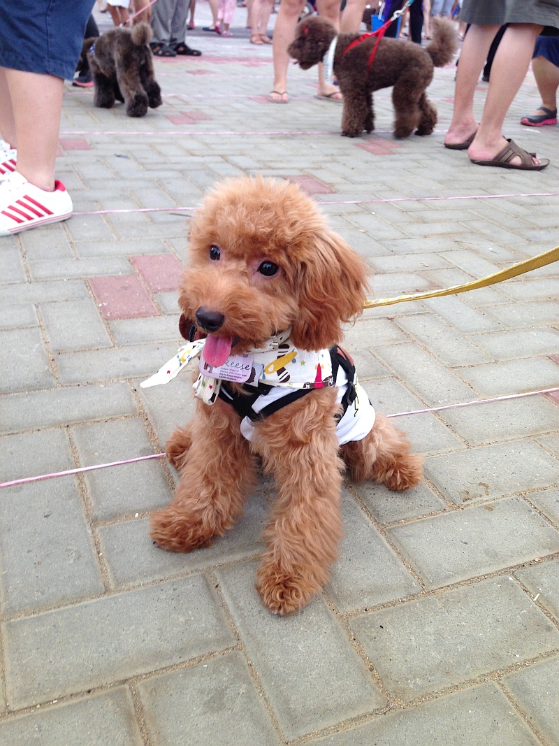 Largest Poodle Gathering