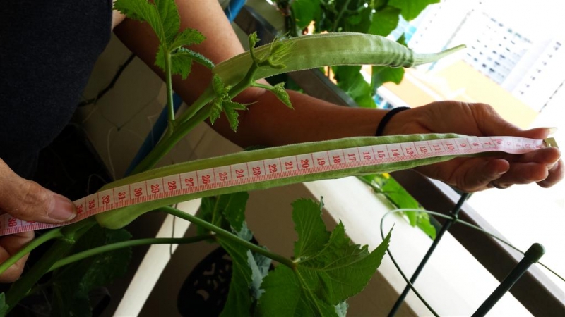 Longest Lady’s Finger